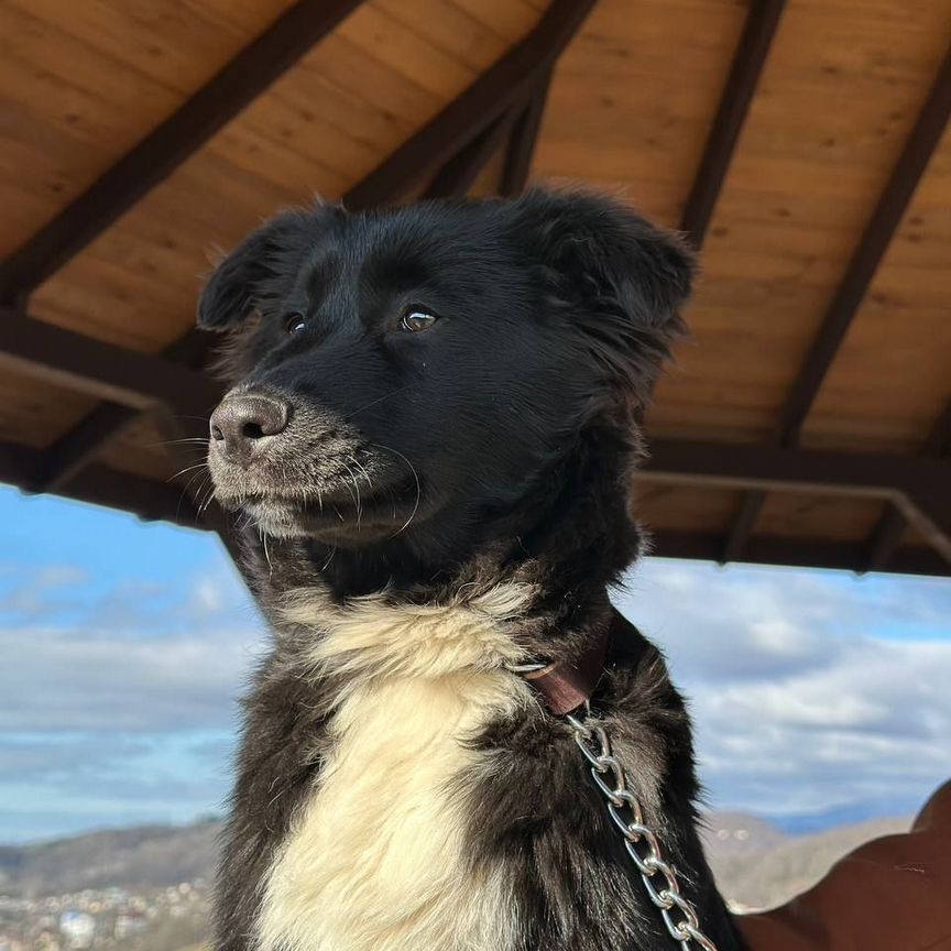 Щенок в добрые руки