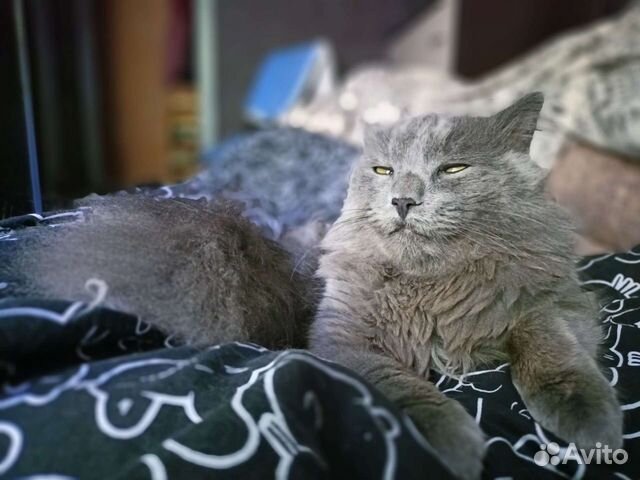 Кот Филлип ищет дом