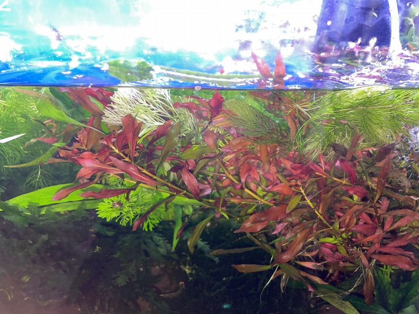 Прополка, жемчужный гурами