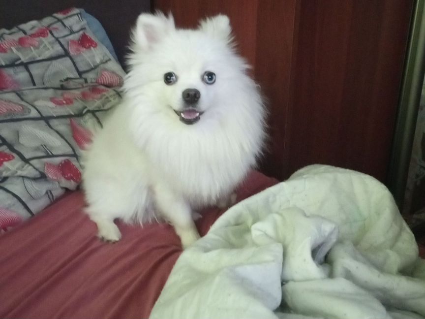 Немецкий шпиц девочка