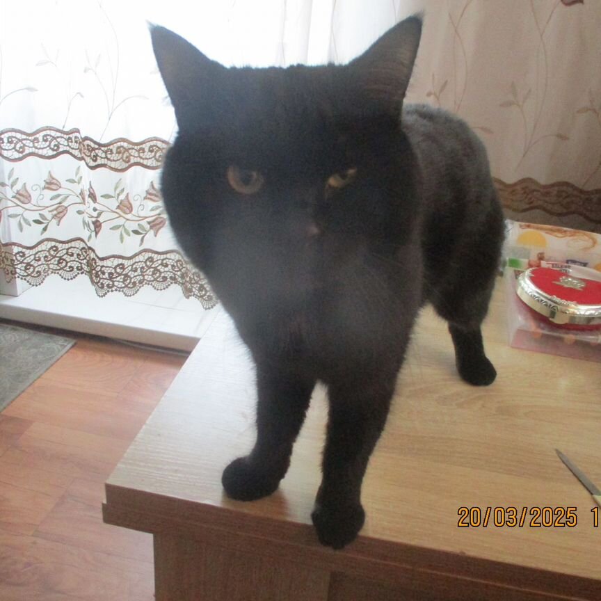 Нужна кошка для вязки