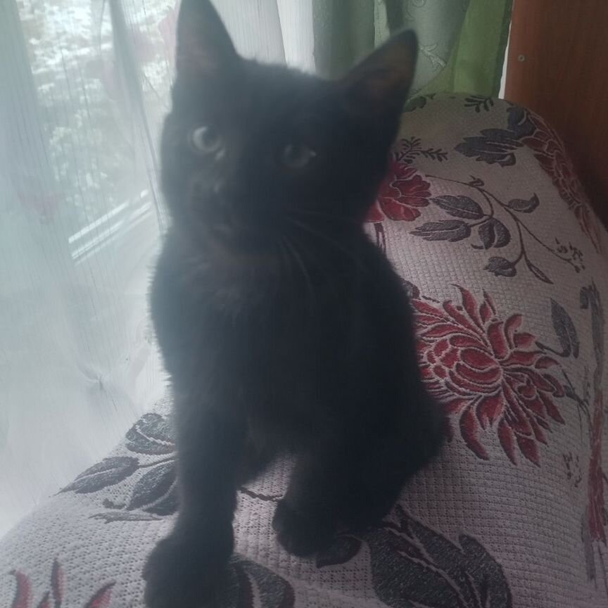 Черный котик мальчик