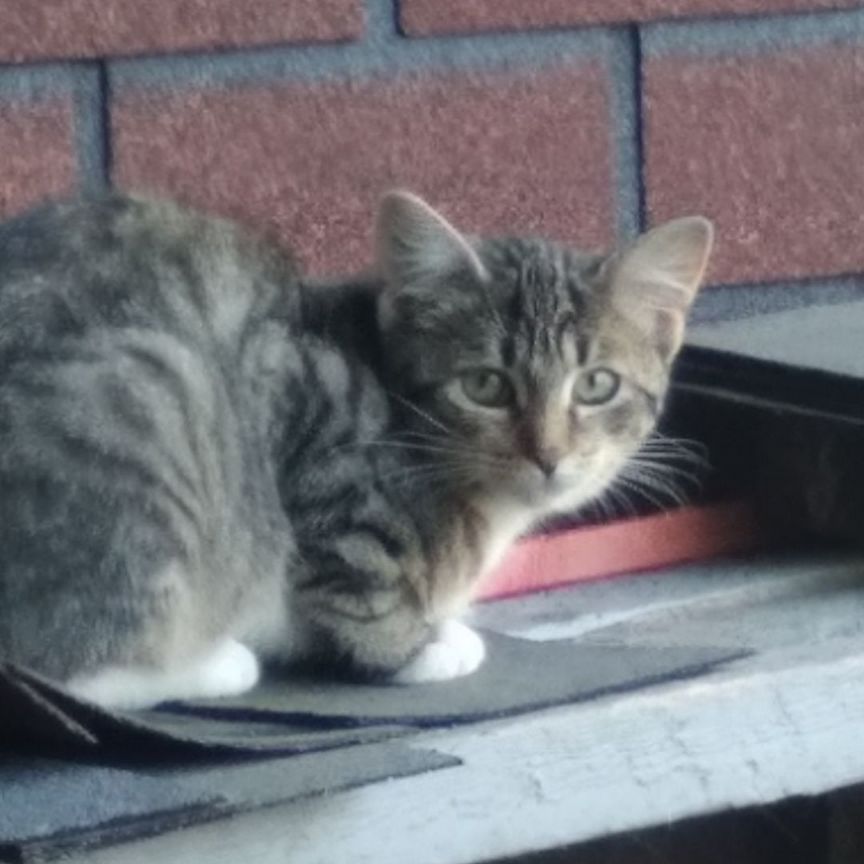 Котики в добрые руки