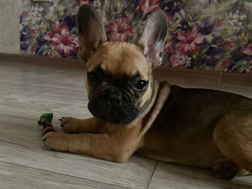 Французский бульдог
