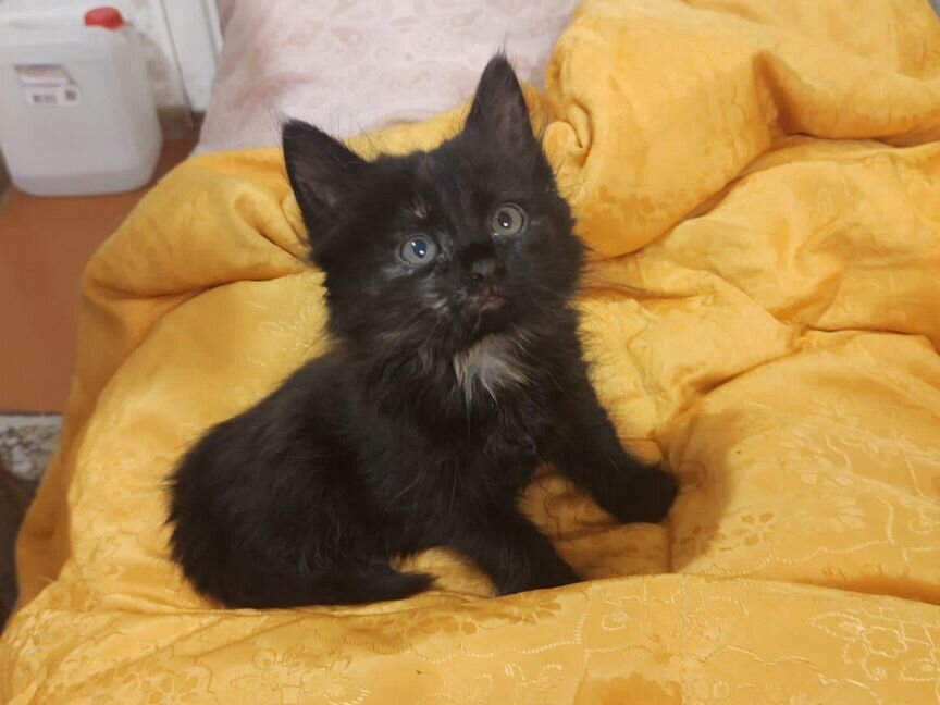 Котята найдёныши ищут дом