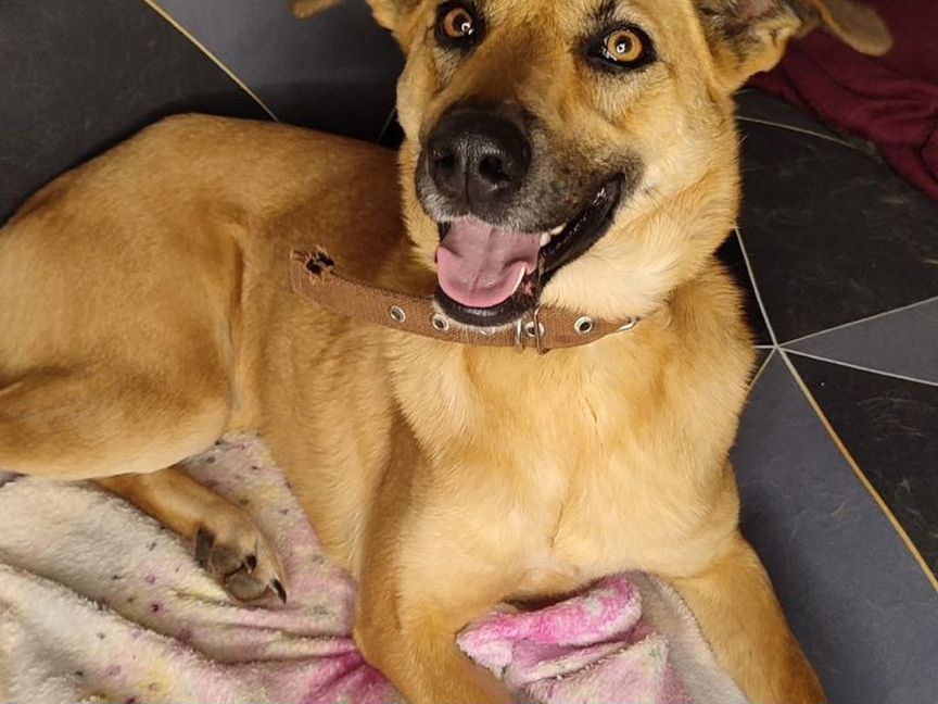 Отдам собаку в добрые руки