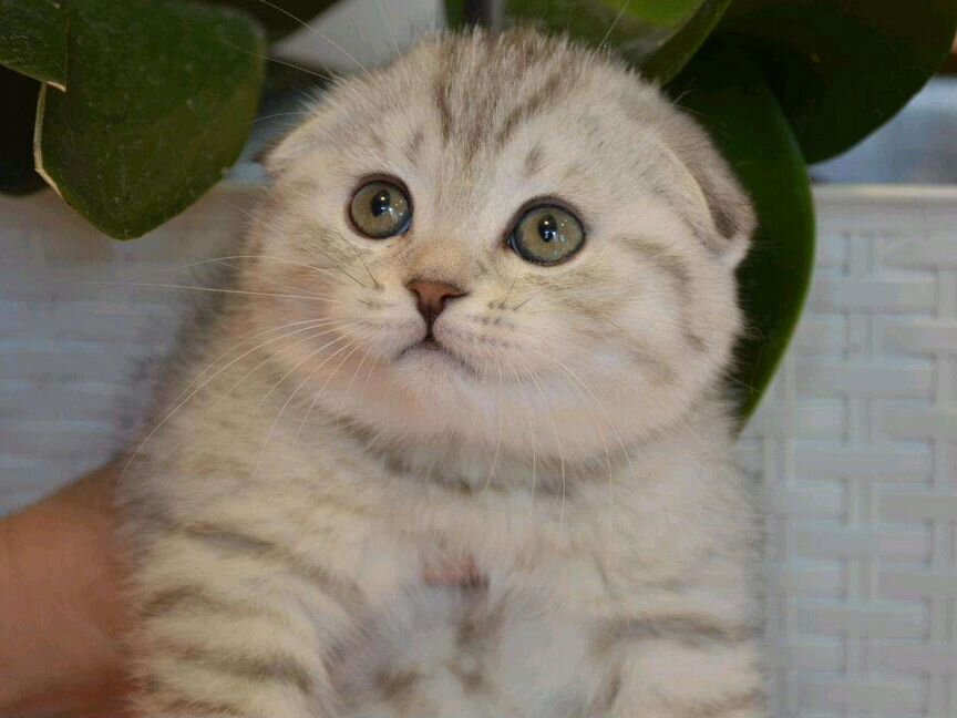Шотландские котятки