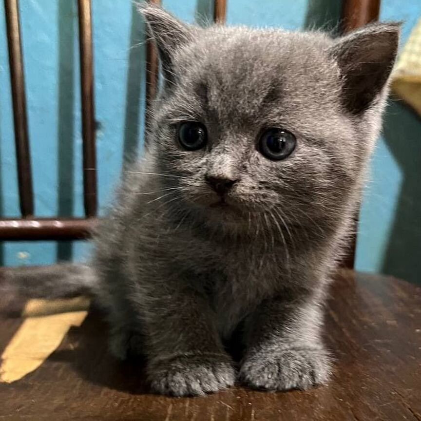Британские котята