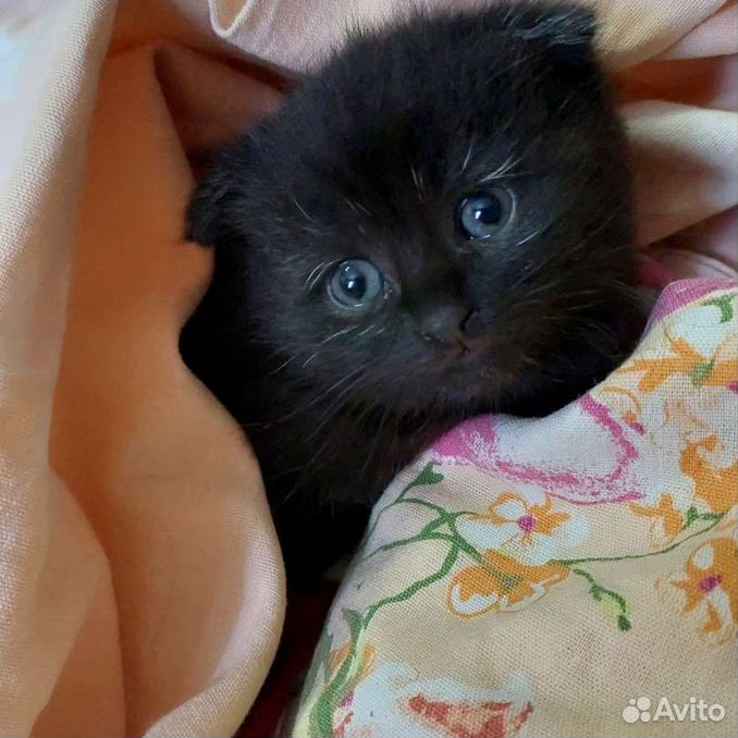 Шотланский котенок вислоухий
