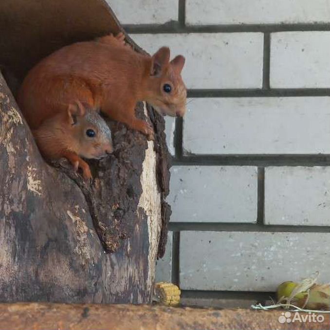 Белка алтайская