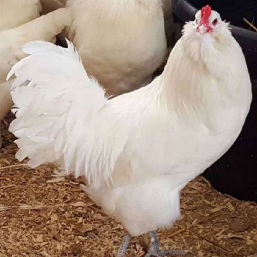 Петух Амераукан