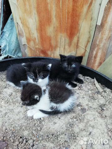 Котята в добрые руки