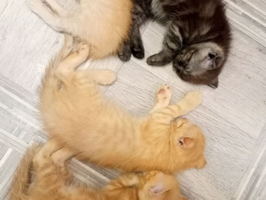Шотландские вислоухие котята