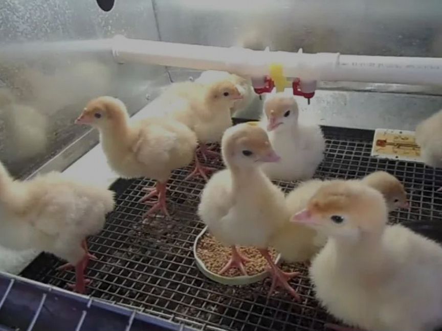 Индюшата хайбрид конвертер