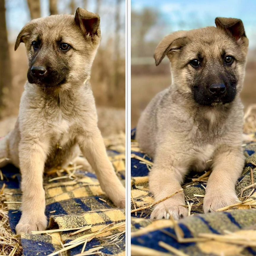 Щенок в добрые руки