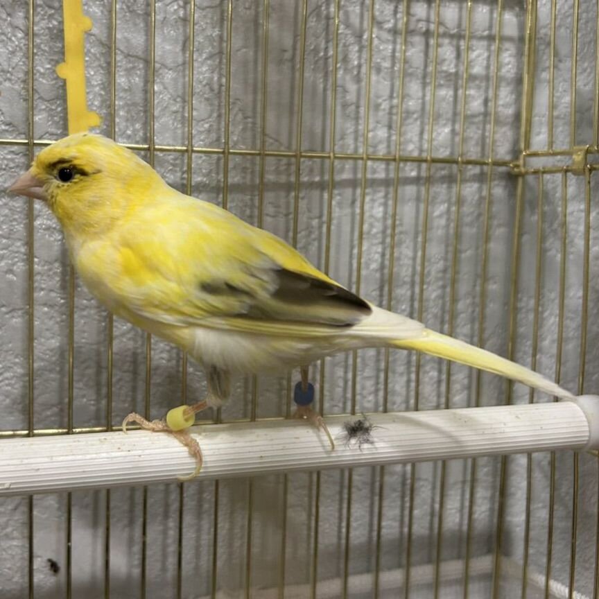 Канарейка самка