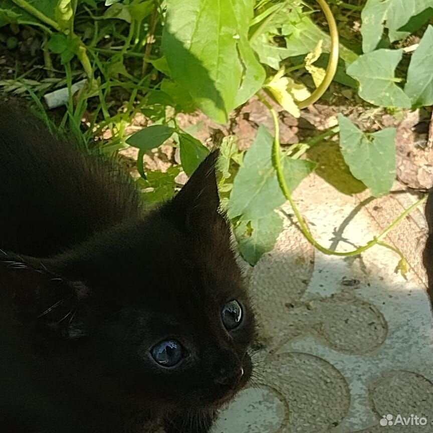Отдаём котят в хорошие руки