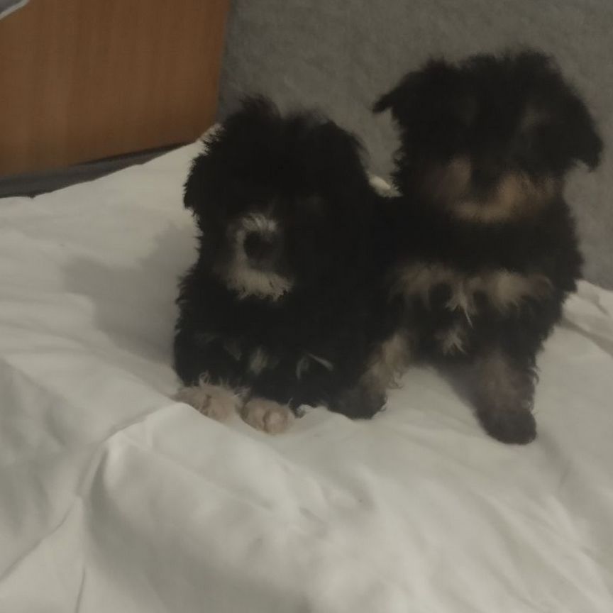 Щенок от частного владельца