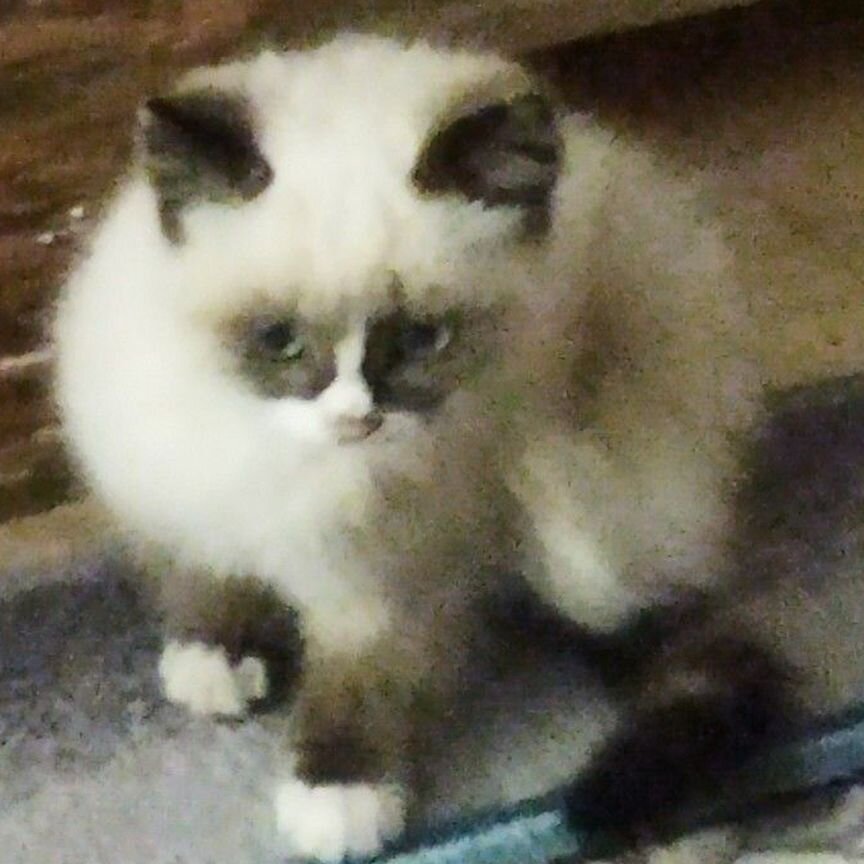 Отдам в добрые руки красивых котят