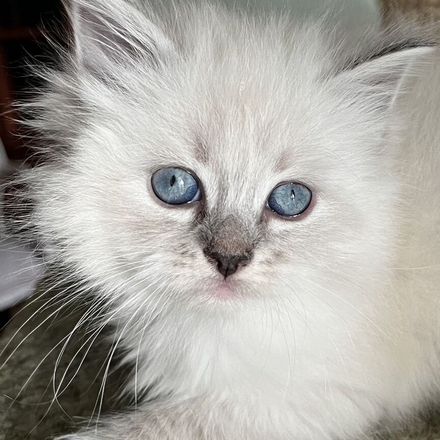 Прекрасная Николь