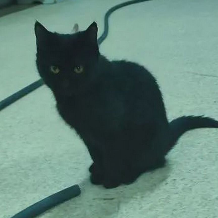 Взрослая, кошка в добрые руки