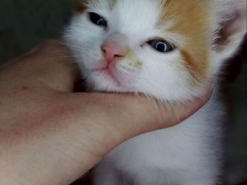 Кошечка малышка