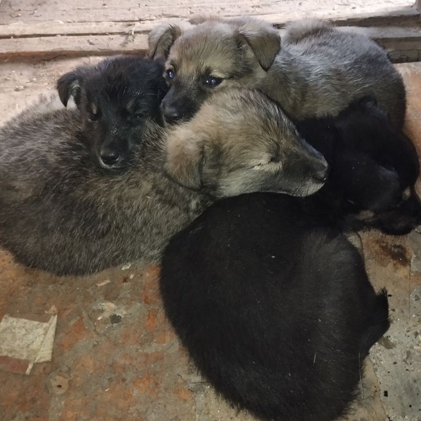 Щенок в добрые руки