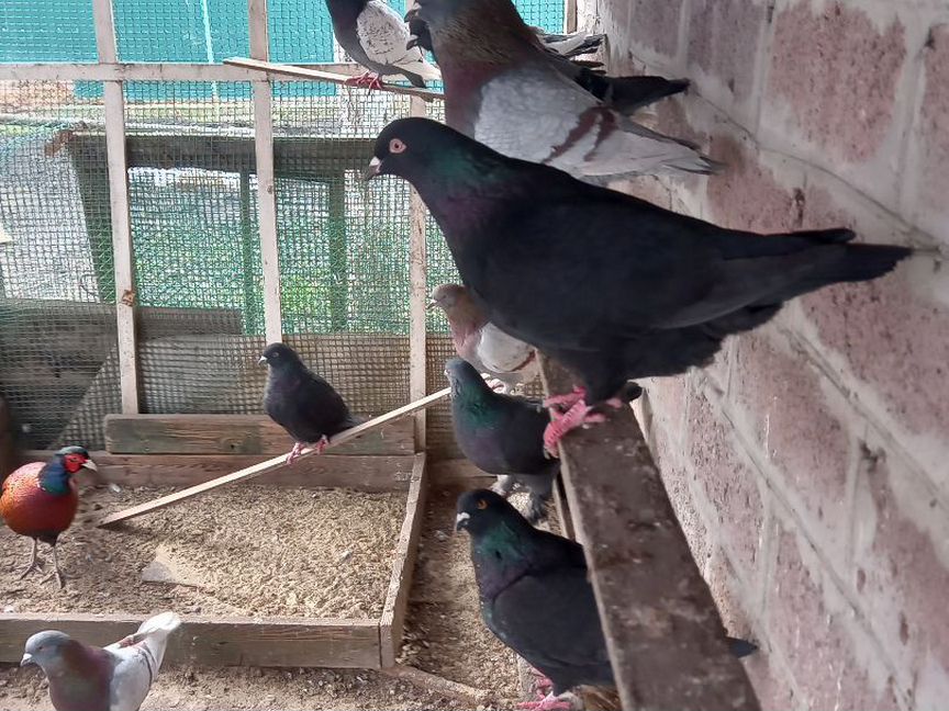 Голуби мясной породы