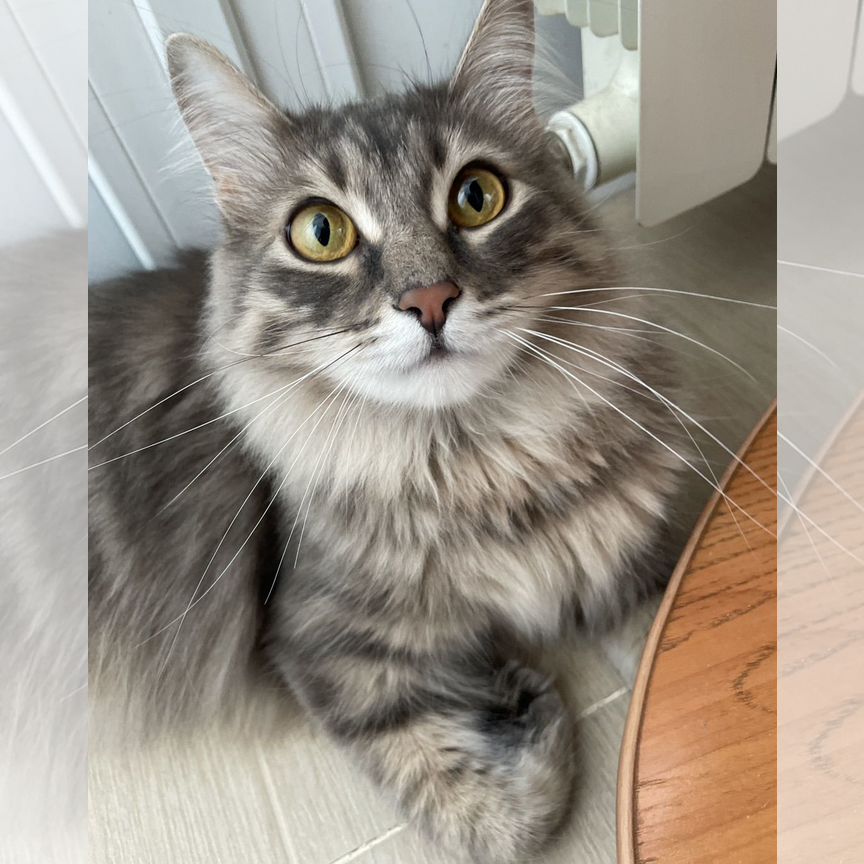 Сибирский котёнок
