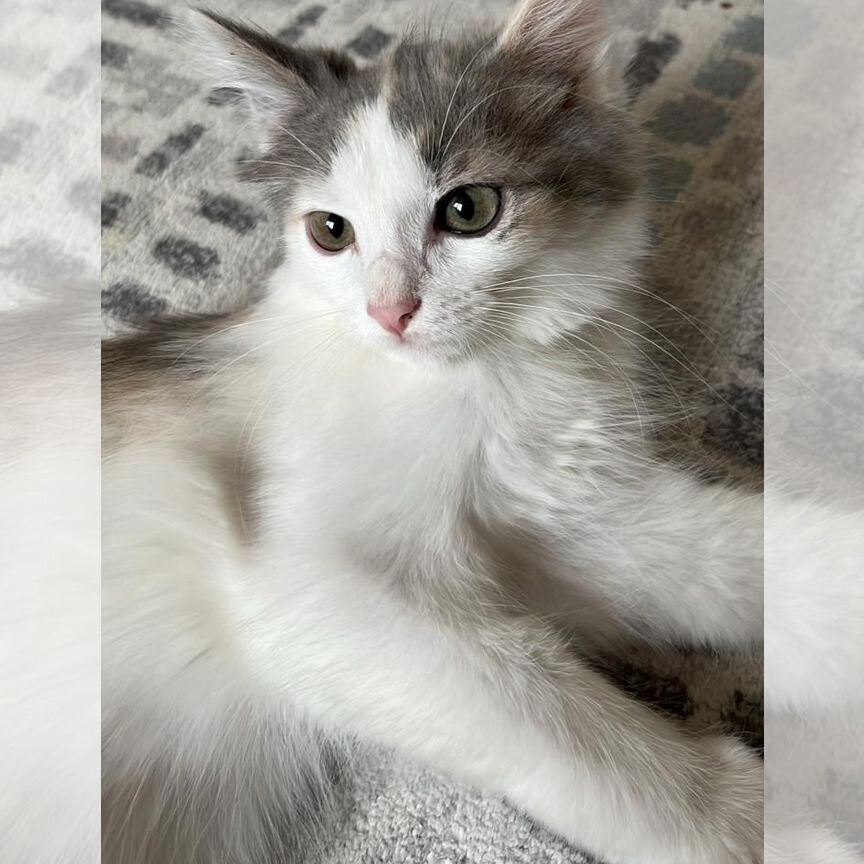 Котенок девочка трехцветная