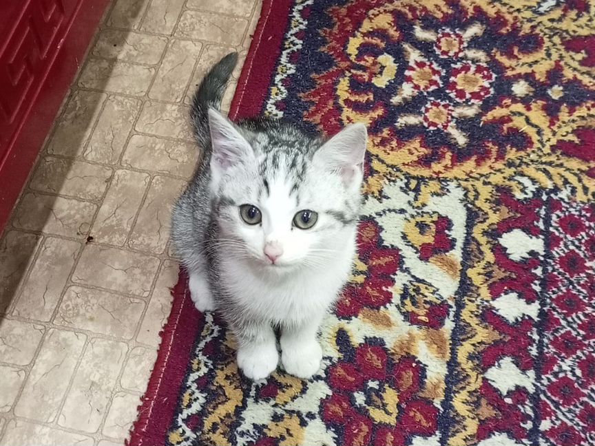 Шотландская