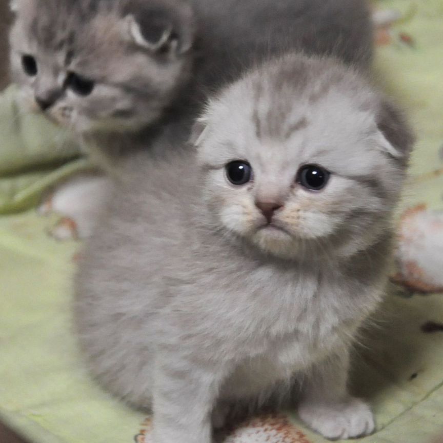 Шотландские вислоухие котята продаются