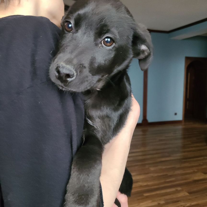 Мальчик 3 месяца, спасён с улицы