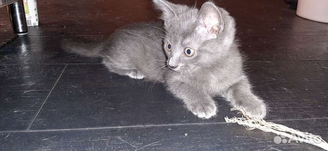 Котята в добрые руки бесплатно