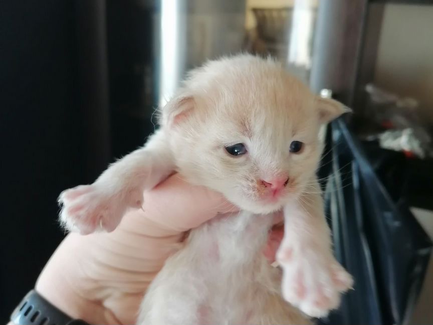 Котята мейн-кун 5000
