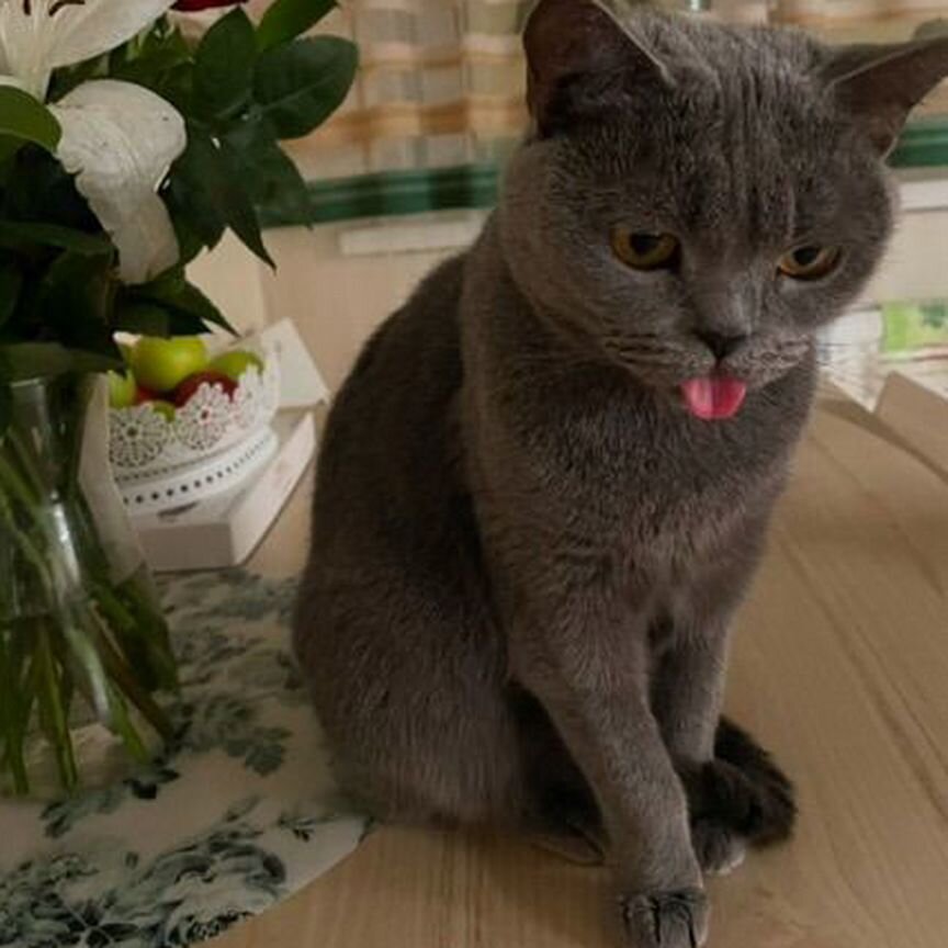 Кошка