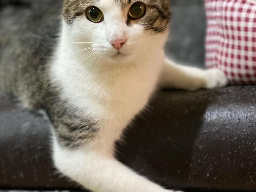 Котику Марио нужен дом