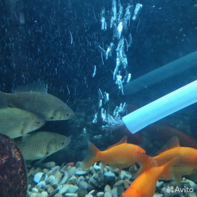 Рыбки. Караси