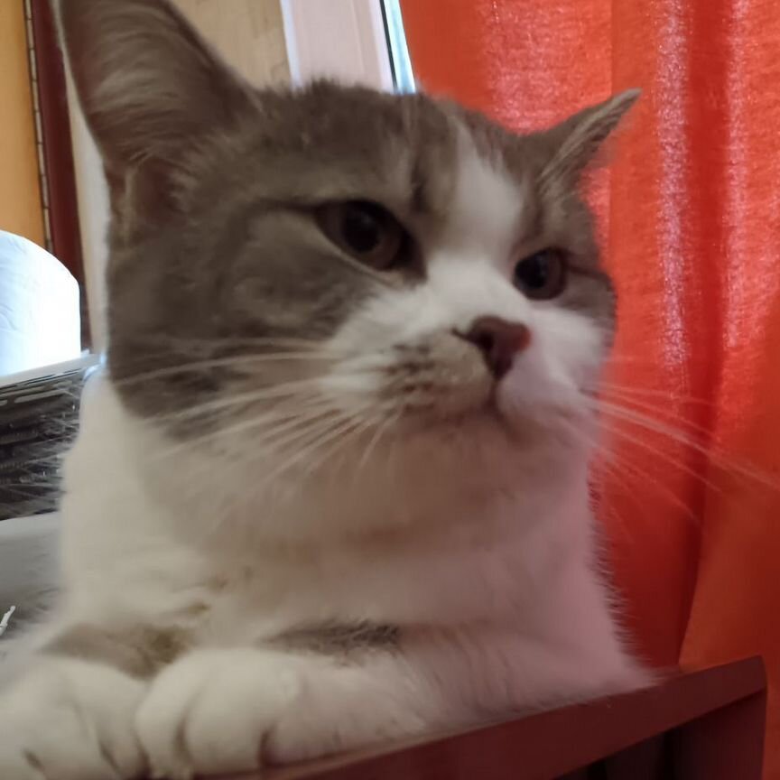 Кошка