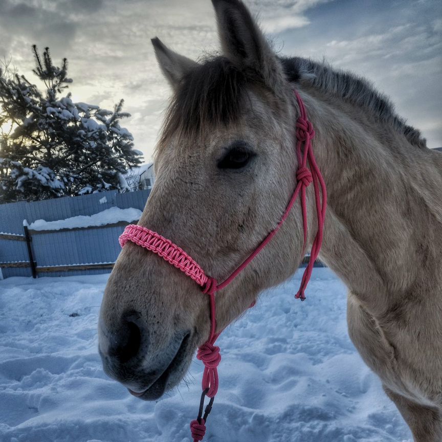 Верёвочный недоуздок