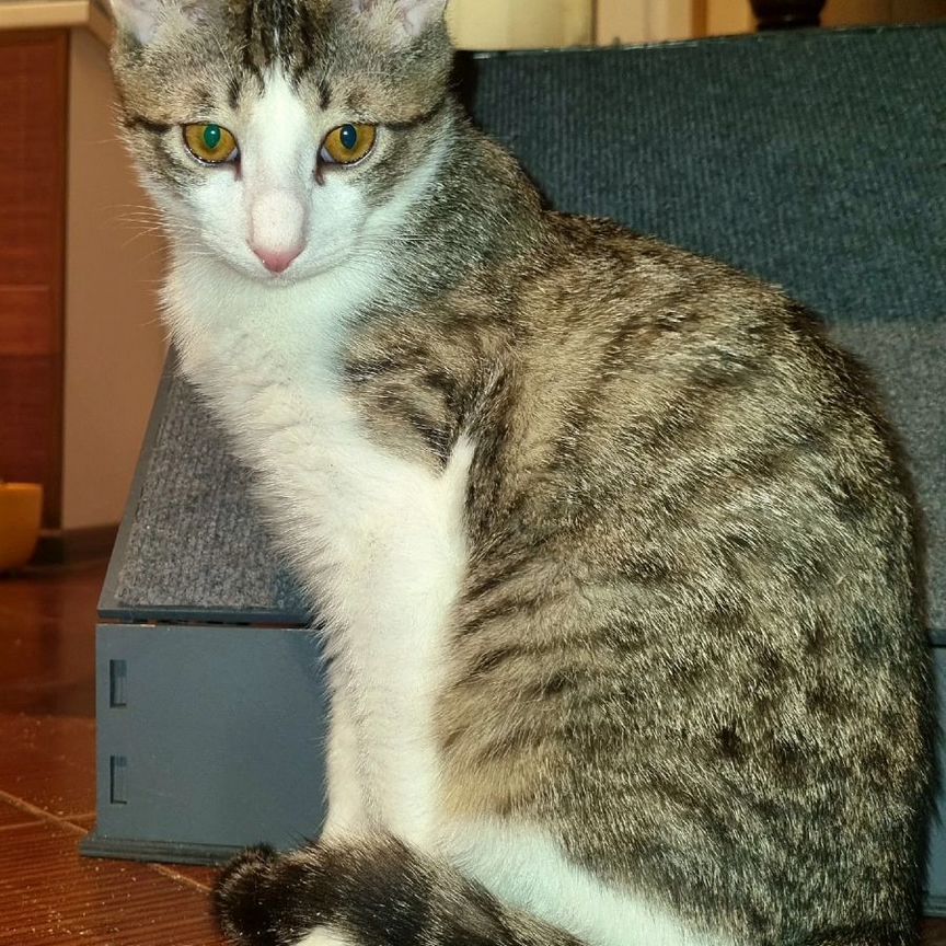 Котенок