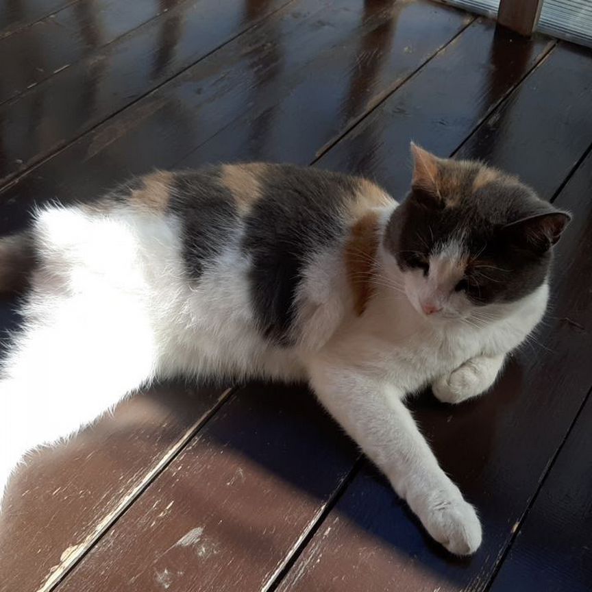 Кошка трехлапка