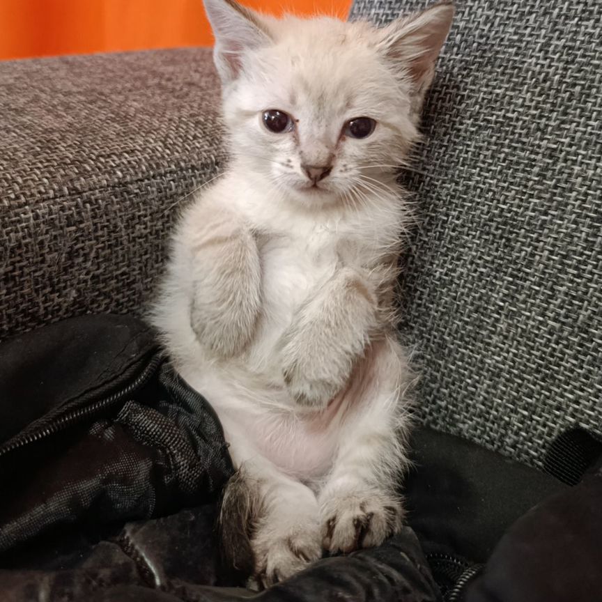 Котёнок в добрые руки