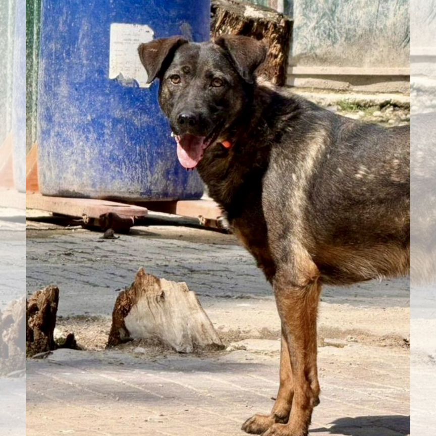 Взрослая собака в добрые руки