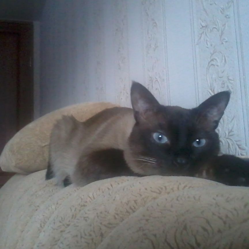 Меконгский бобтейл котёнок