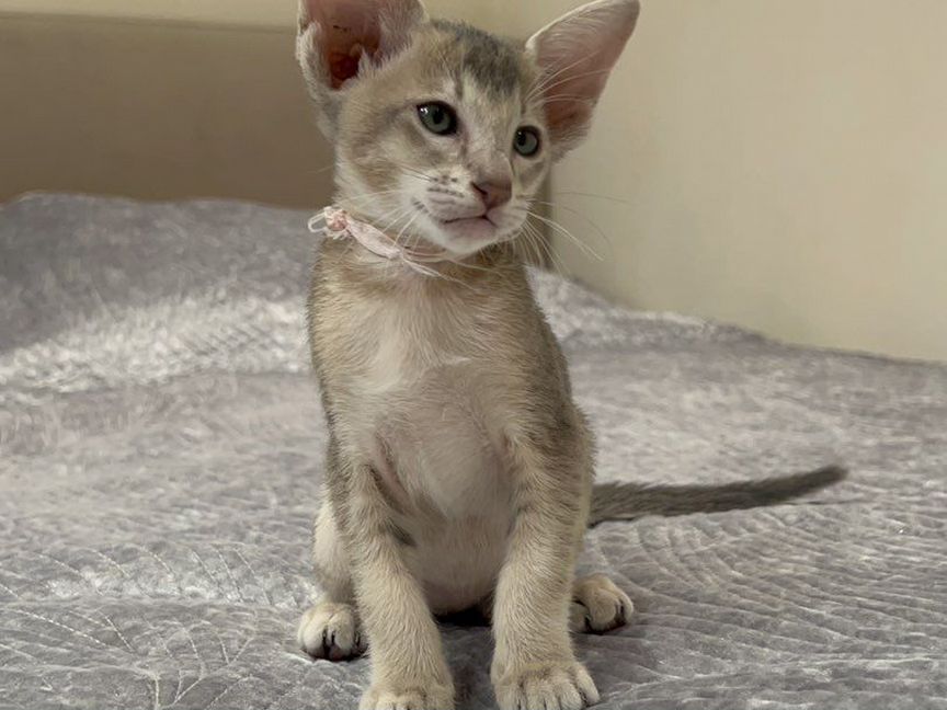 Ориентальные котята