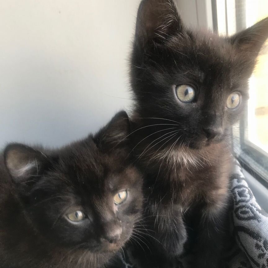 Котята в добрые руки бесплатно