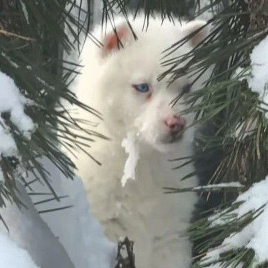 Сибирский хаски, щенок