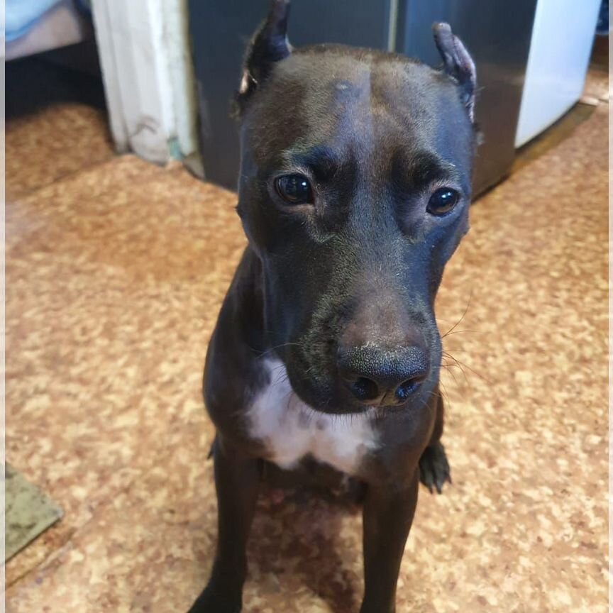 Стафф щенки