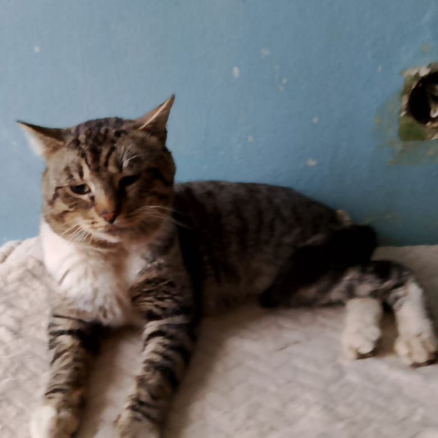 Взрослый кот в добрые руки